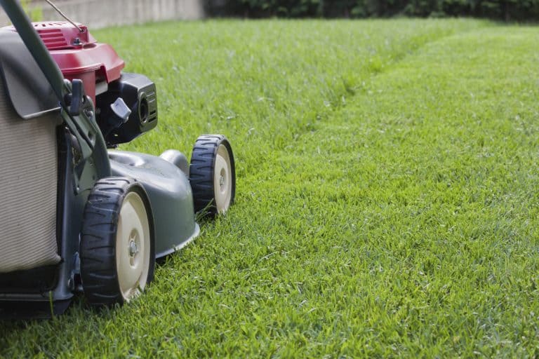Lawn Installation and Establishment Guide - AGTurf Supplies